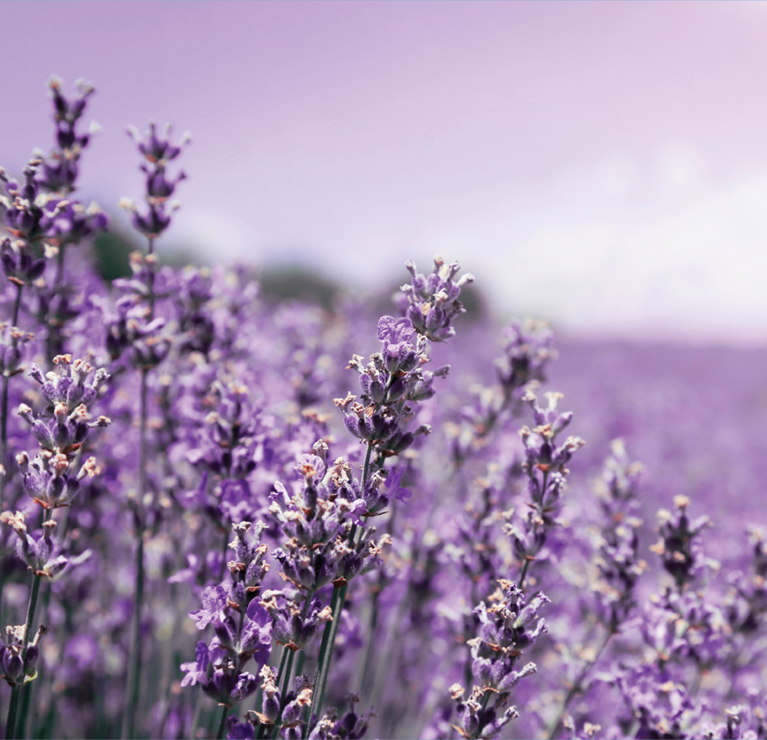 CEO Comments: Summer Update | GreenStone FCS