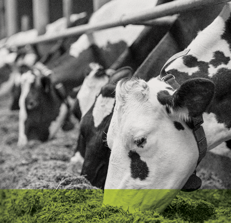 Everything You Need to Know About Online Dairy Cattle Auctions ...