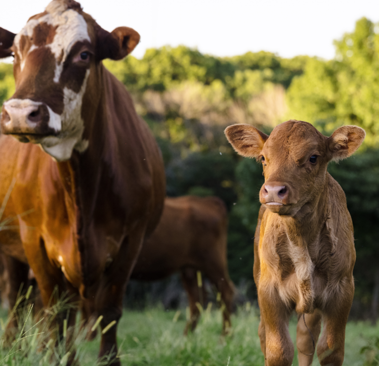 The Importance of Livestock Insurance | GreenStone FCS