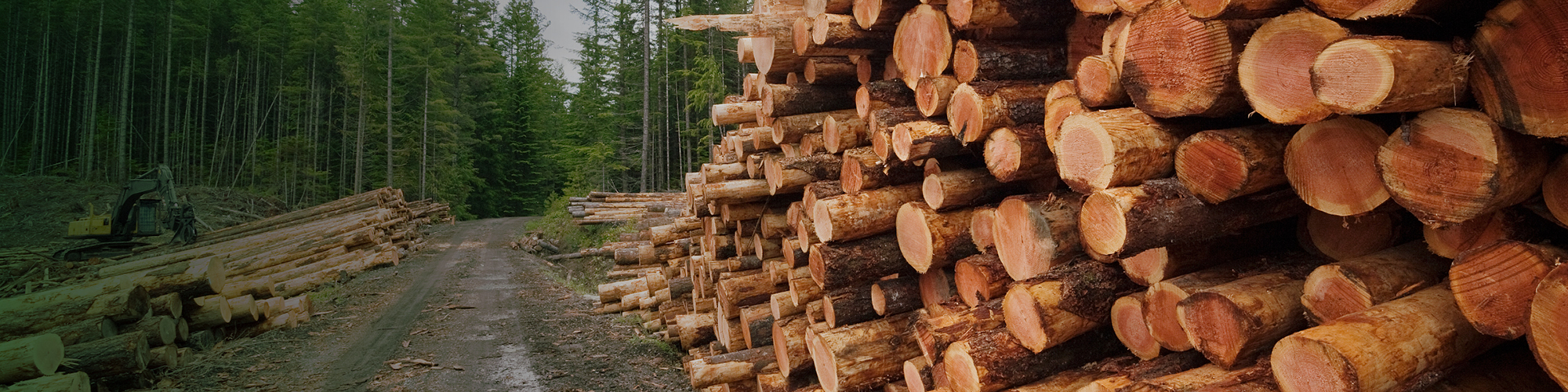 Stack of logs in by the woods