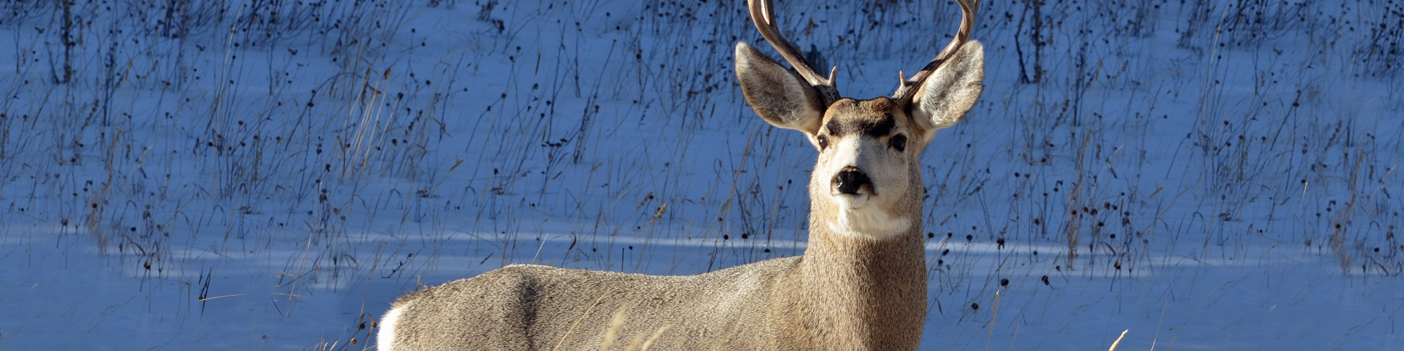 Deer in the middle of a snow-filled field