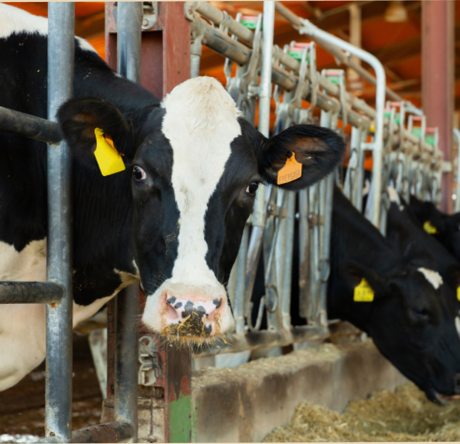 Commodity Update: Dairy Outlook | GreenStone FCS