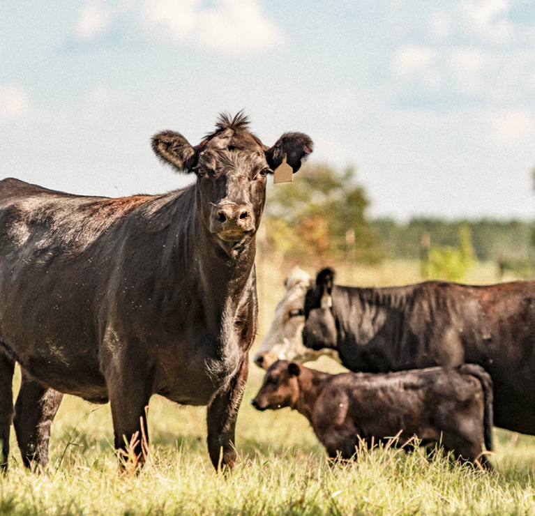 Beef Industry Prices Holding Strong | GreenStone FCS