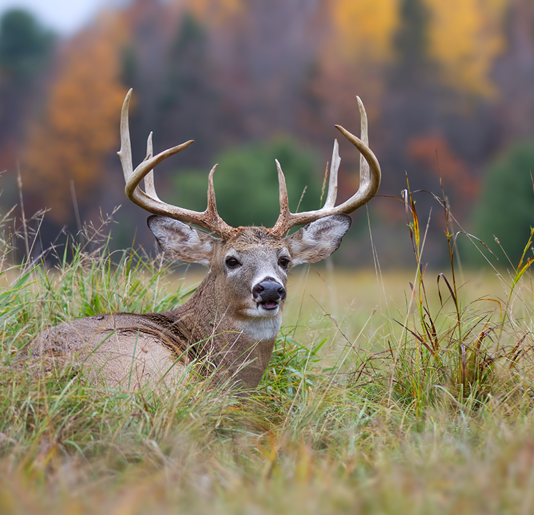 Win Dollars for Your Deer and Show Off Your Hunting Skills | GreenStone FCS